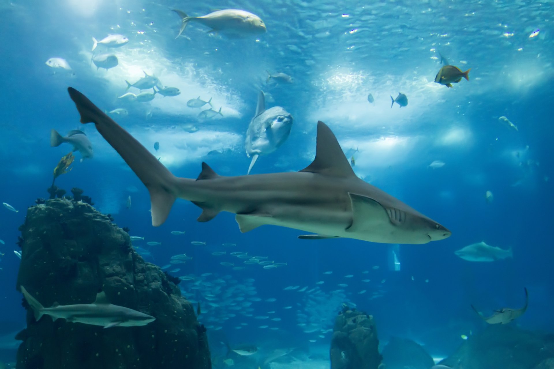 Download Underwater Sea Life Fish Animal Shark 4k Ultra HD Wallpaper