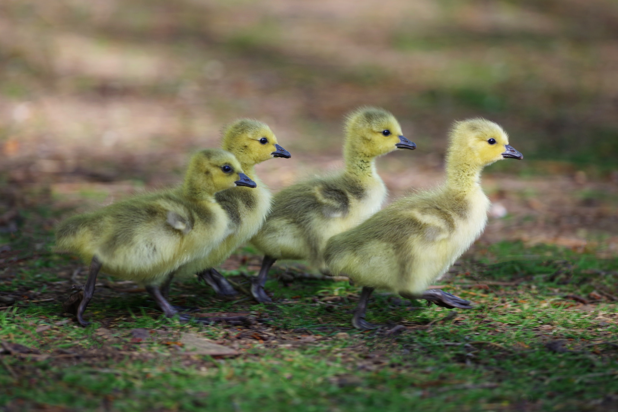 Download Baby Animal Duckling Bird Animal Duck HD Wallpaper