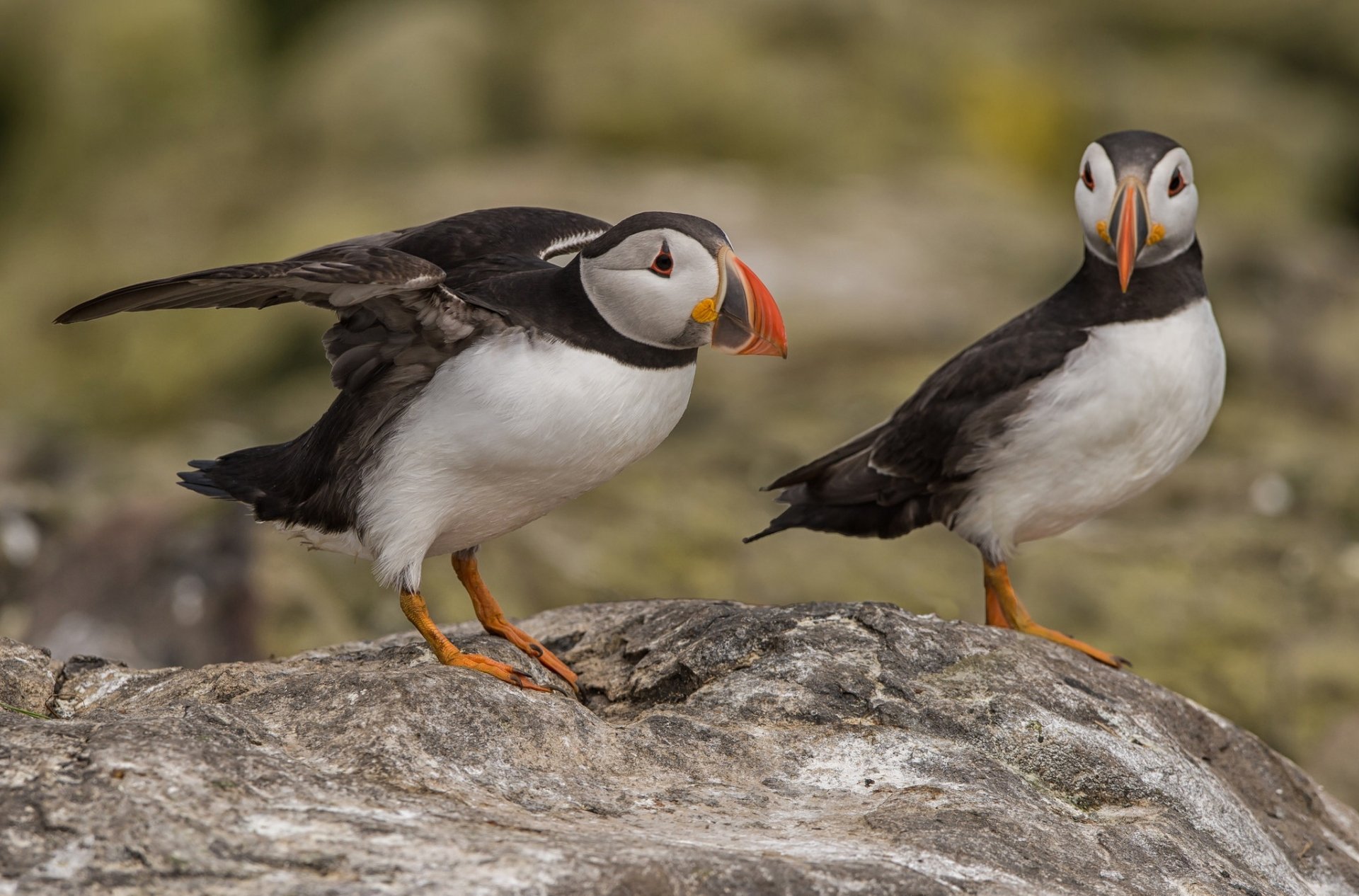 Puffin Pair — HD Coastal Wallpaper | 2048x1350 | Wallpaper Abyss