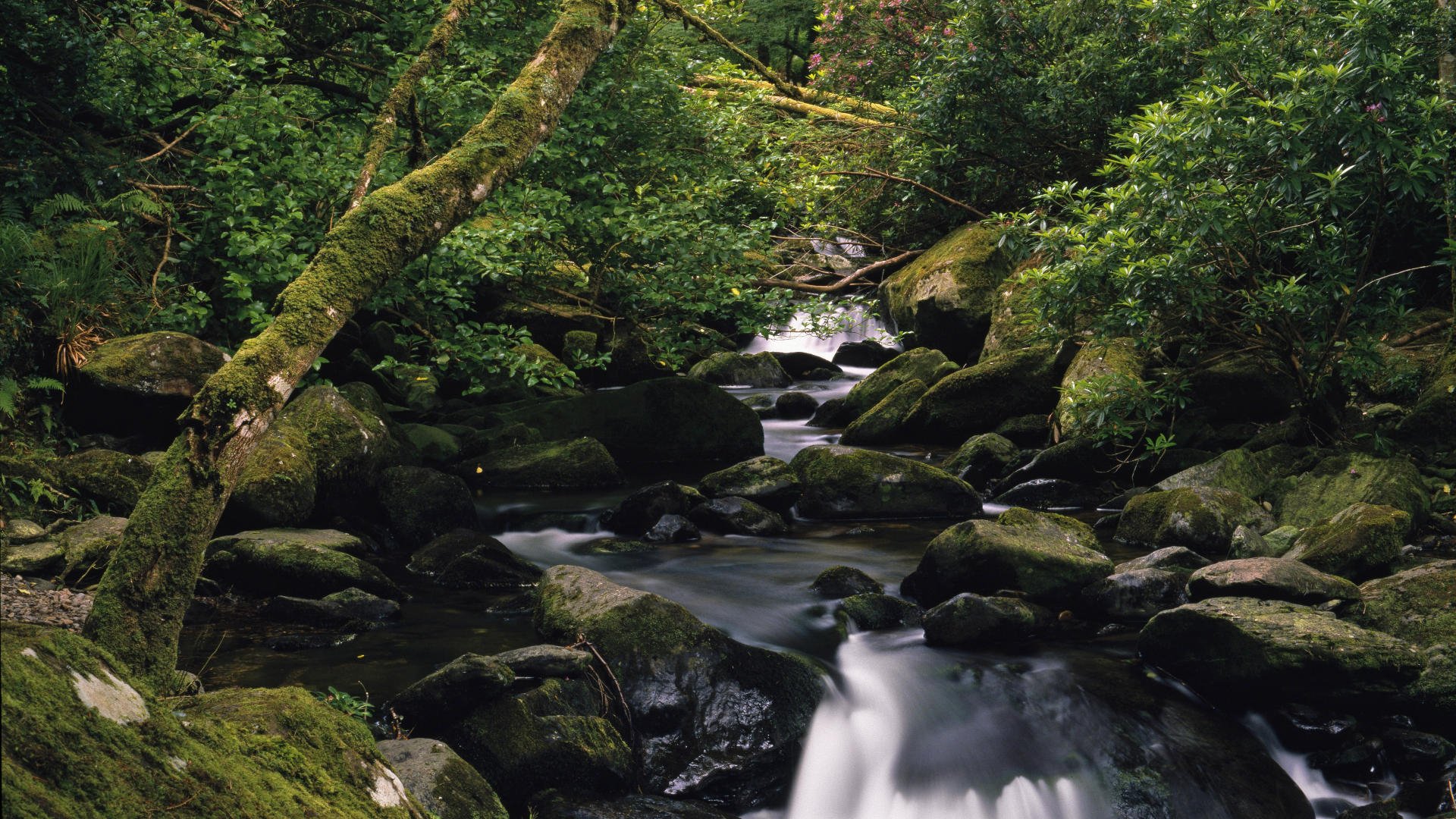 Download Nature Stream HD Wallpaper