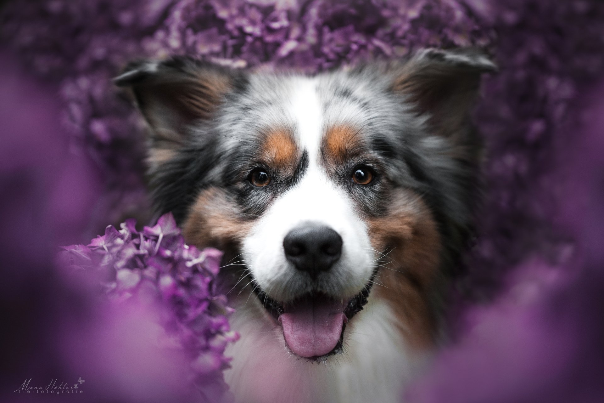 Download Stare Dog Animal Australian Shepherd 4k Ultra HD Wallpaper