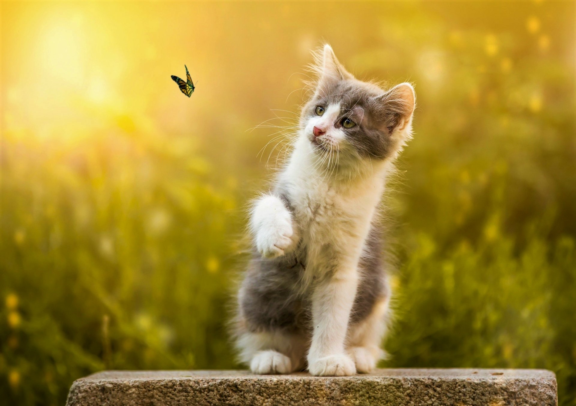 Download Baby Animal Cute Butterfly Kitten Animal Cat Cute Cat HD Wallpaper