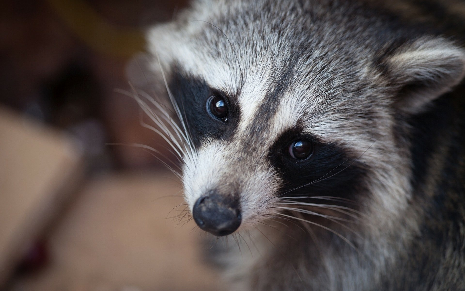 Download Animal Raccoon HD Wallpaper