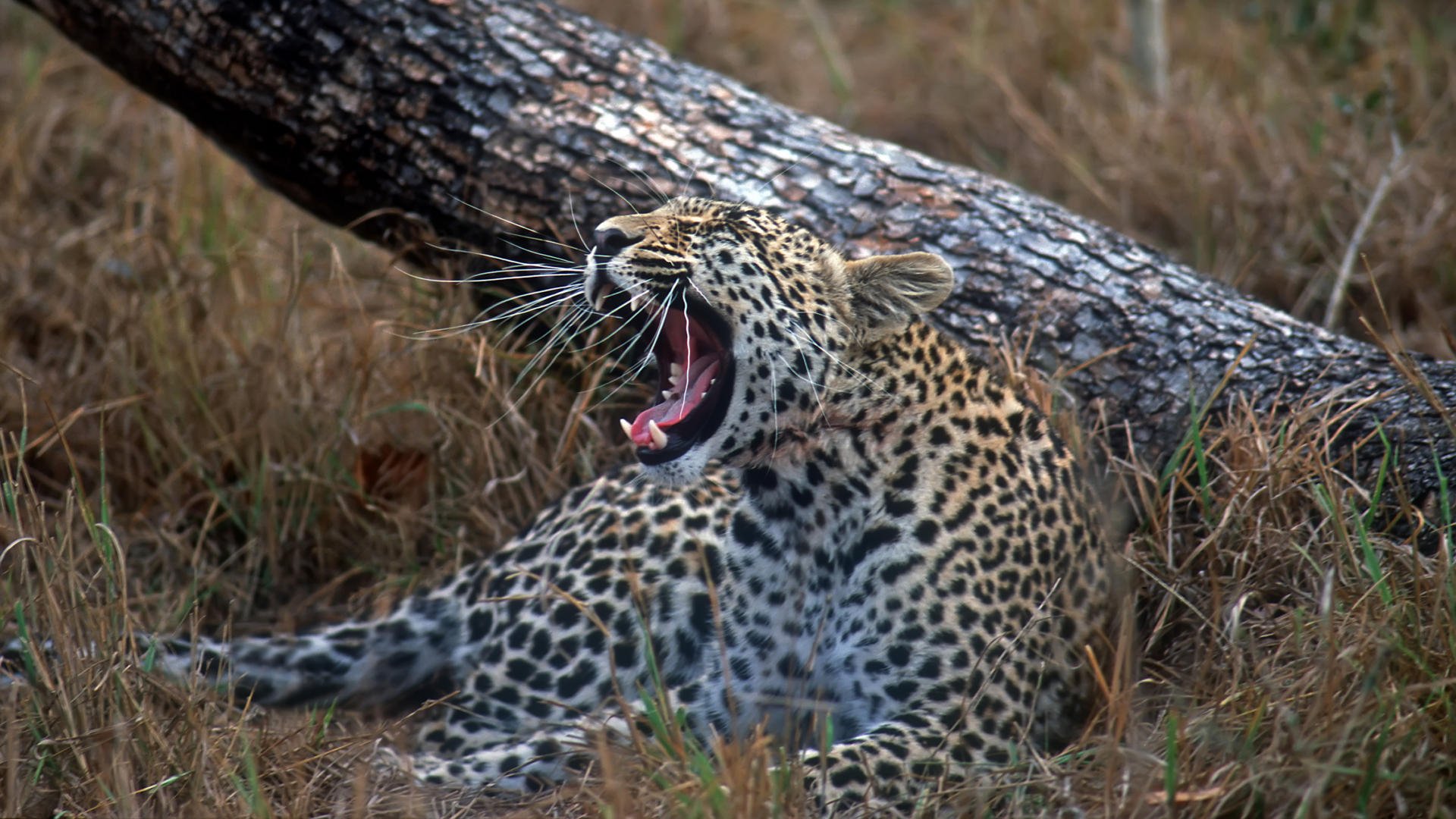 Majestic Leopard Roar – HD Wildlife Wallpaper