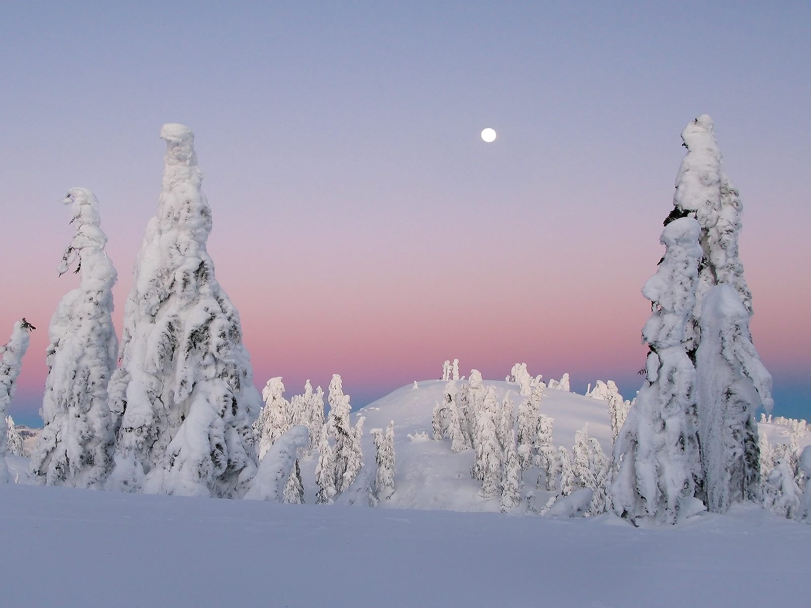 Moonlit Winter Pines — HD Nature Wallpaper | 1600x1200 | Wallpaper Abyss