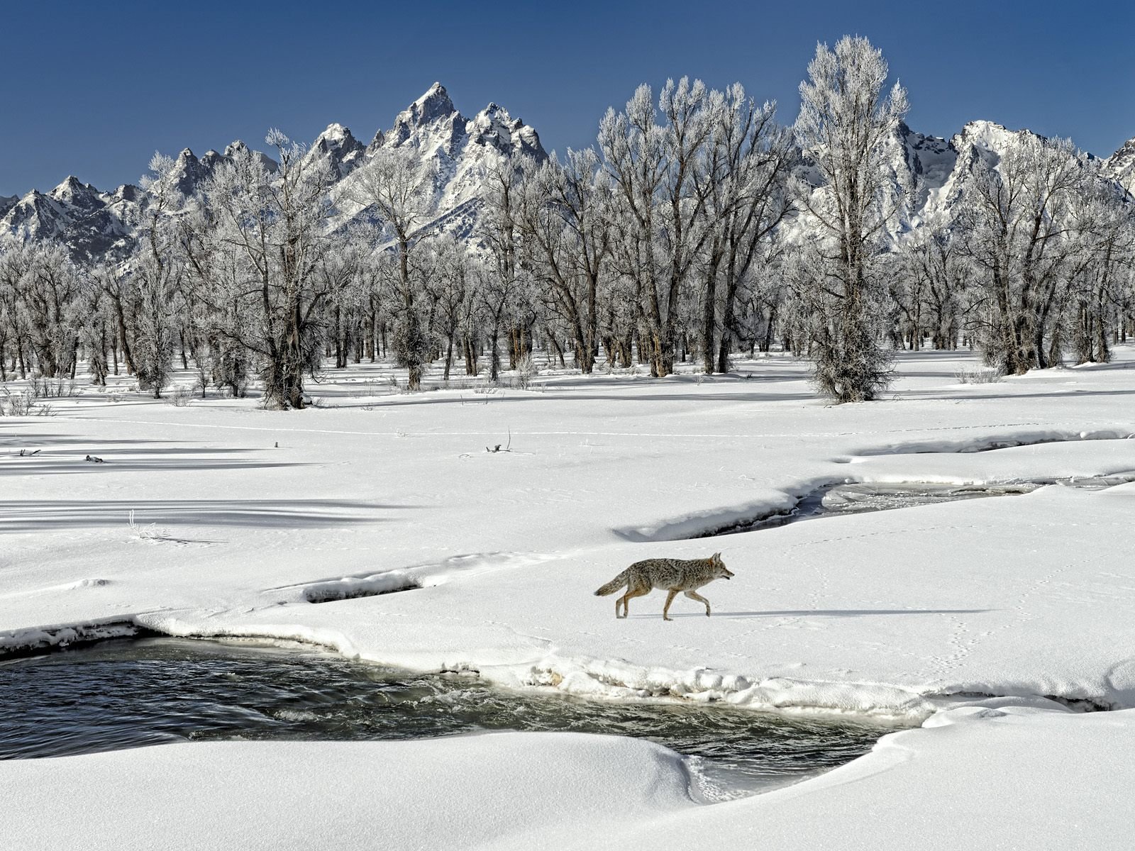 Majestic Winter Wolf in Snowy Mountain Wilderness - HD Wallpaper