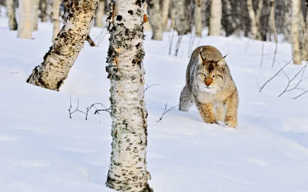 Elegant Lynx Trio HD Wallpaper