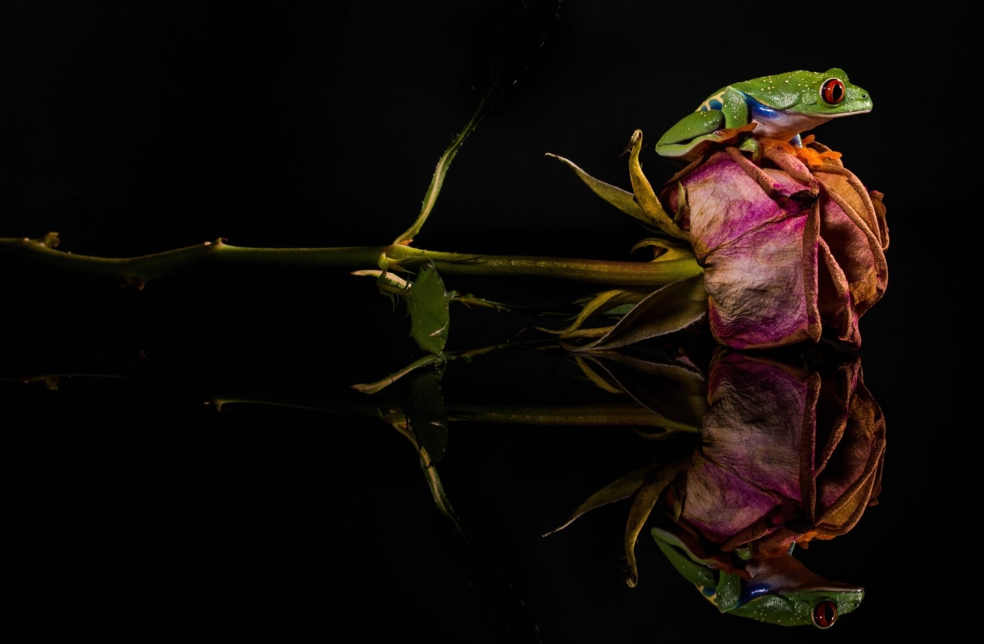 Download Frog Reflection Flower Rose Amphibian Animal Red-eyed Tree ...