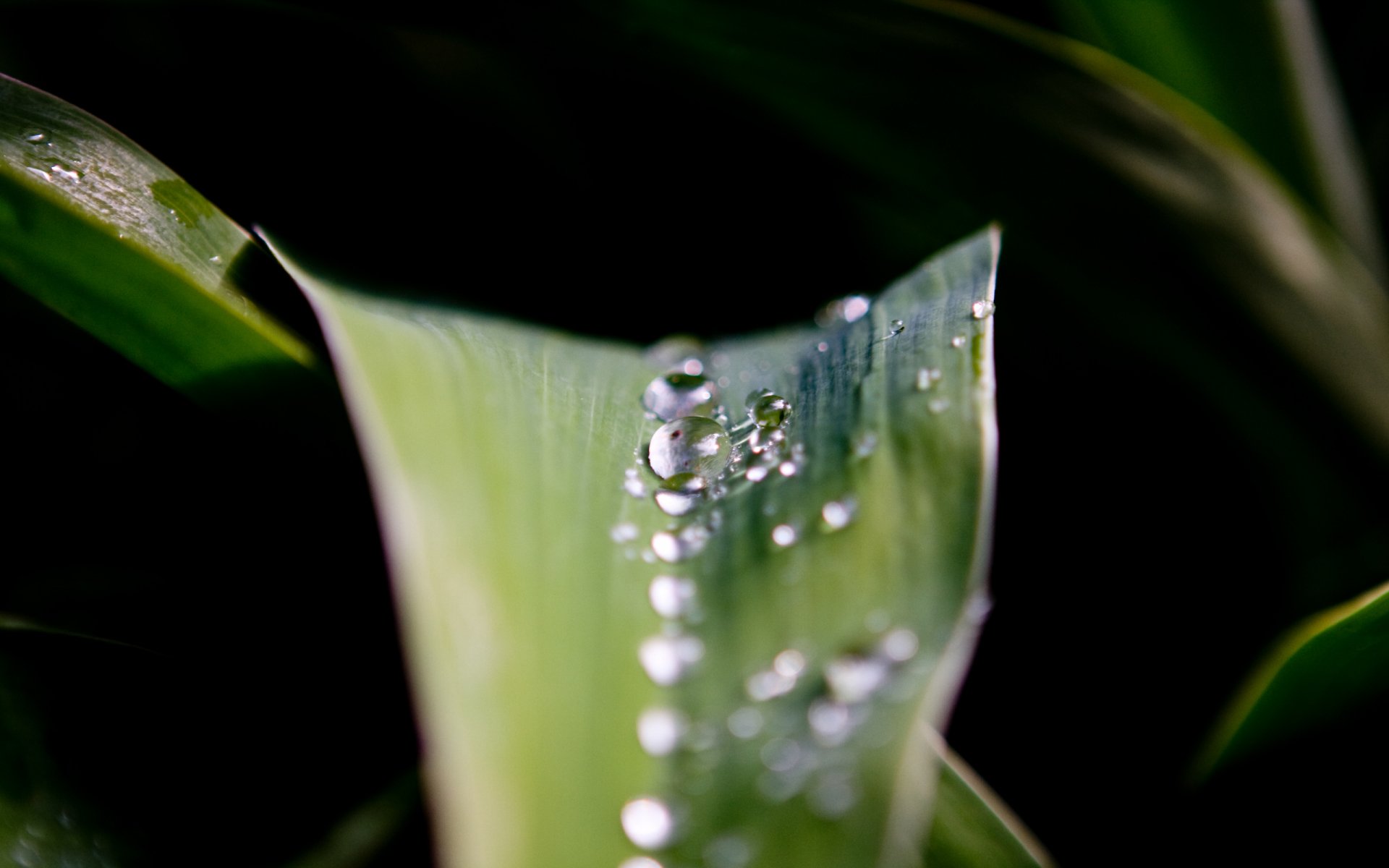 Nature Close Up HD Wallpaper