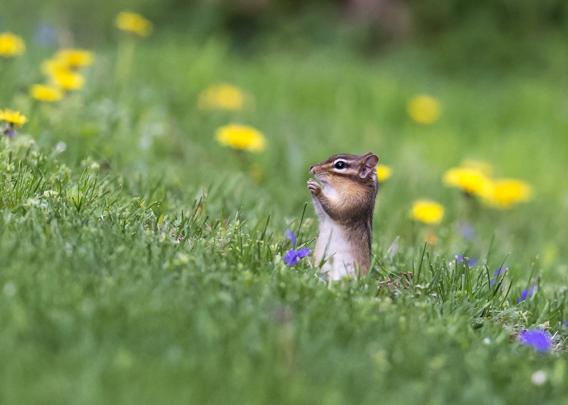 Download Rodent Grass Animal Chipmunk HD Wallpaper