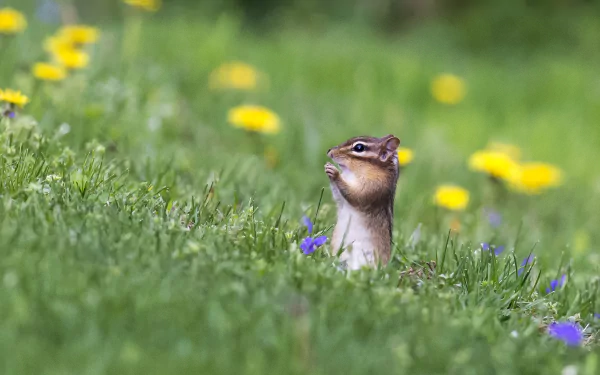 Download Animal Chipmunk HD Wallpaper