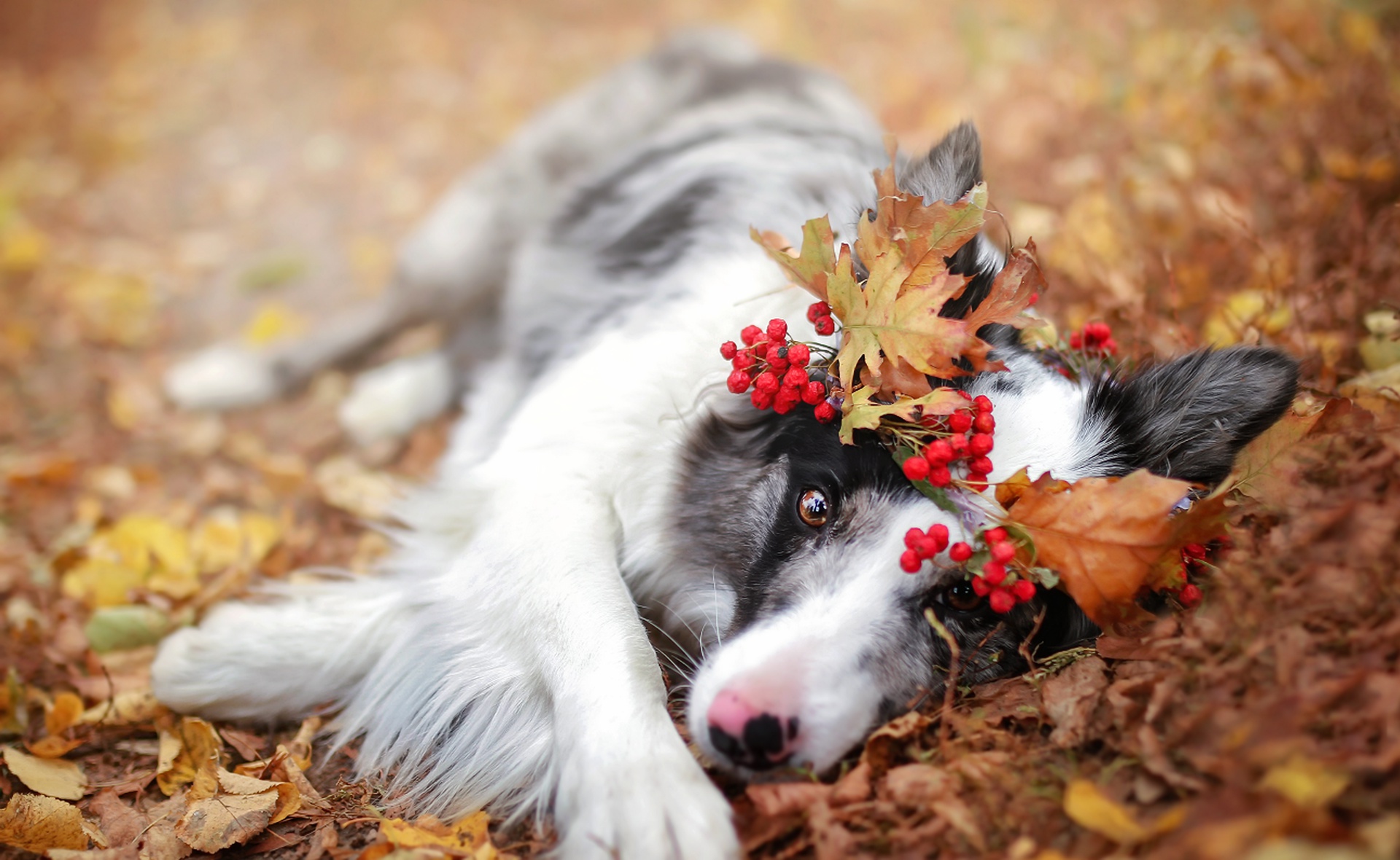 Download Leaf Fall Dog Animal Border Collie HD Wallpaper by Martyna Ożóg