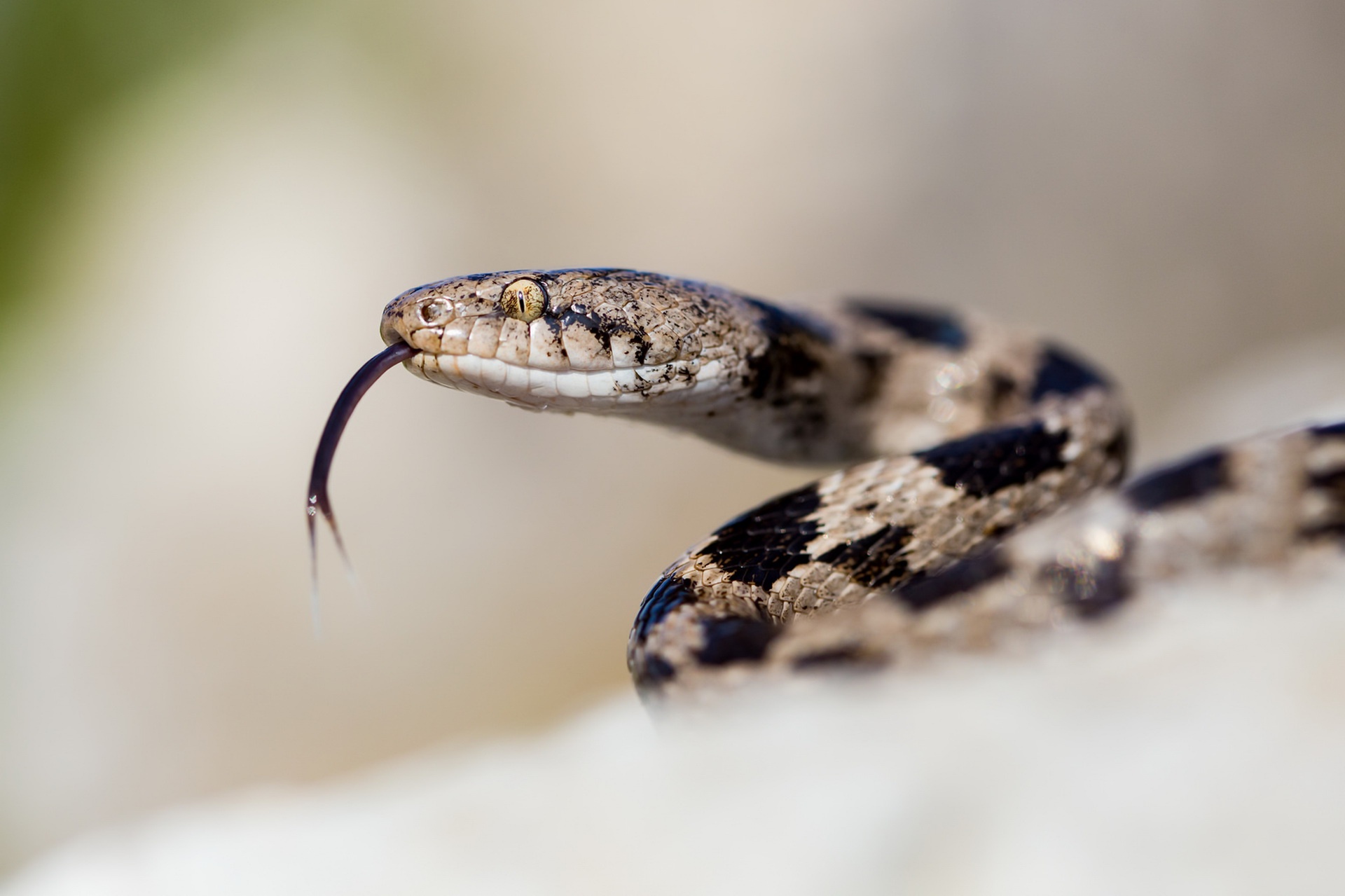 Download Reptile European Cat Snake Animal Snake HD Wallpaper