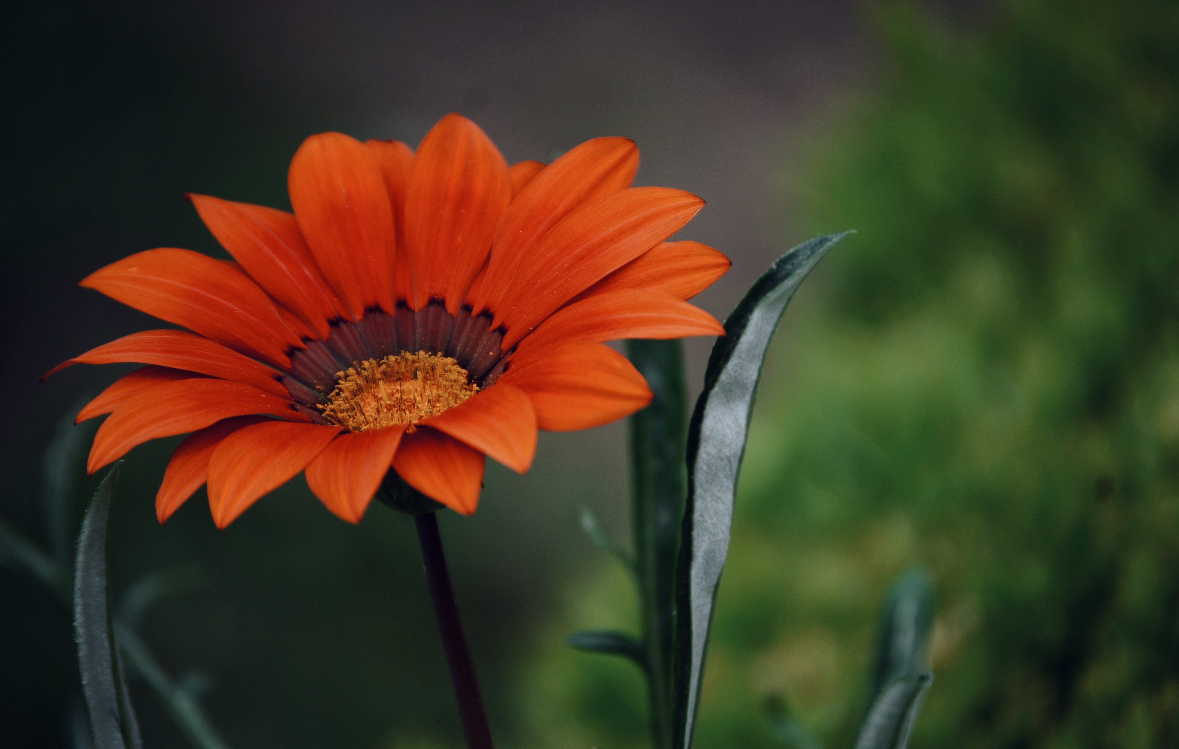 Download Daisy Orange Flower Close-up Flower Photography Macro 4k Ultra ...