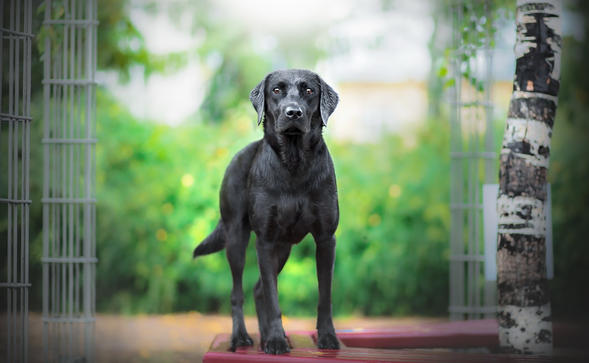 Download Depth Of Field Stare Dog Animal Labrador Retriever 4k Ultra HD ...