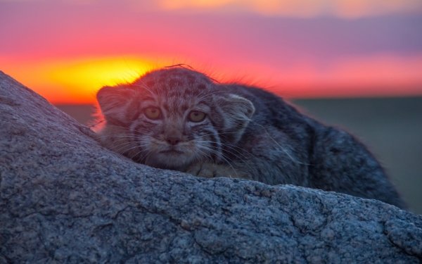 Pallas's Wild Cat Wallpaper and Background Image | 1800x1218 | ID ...