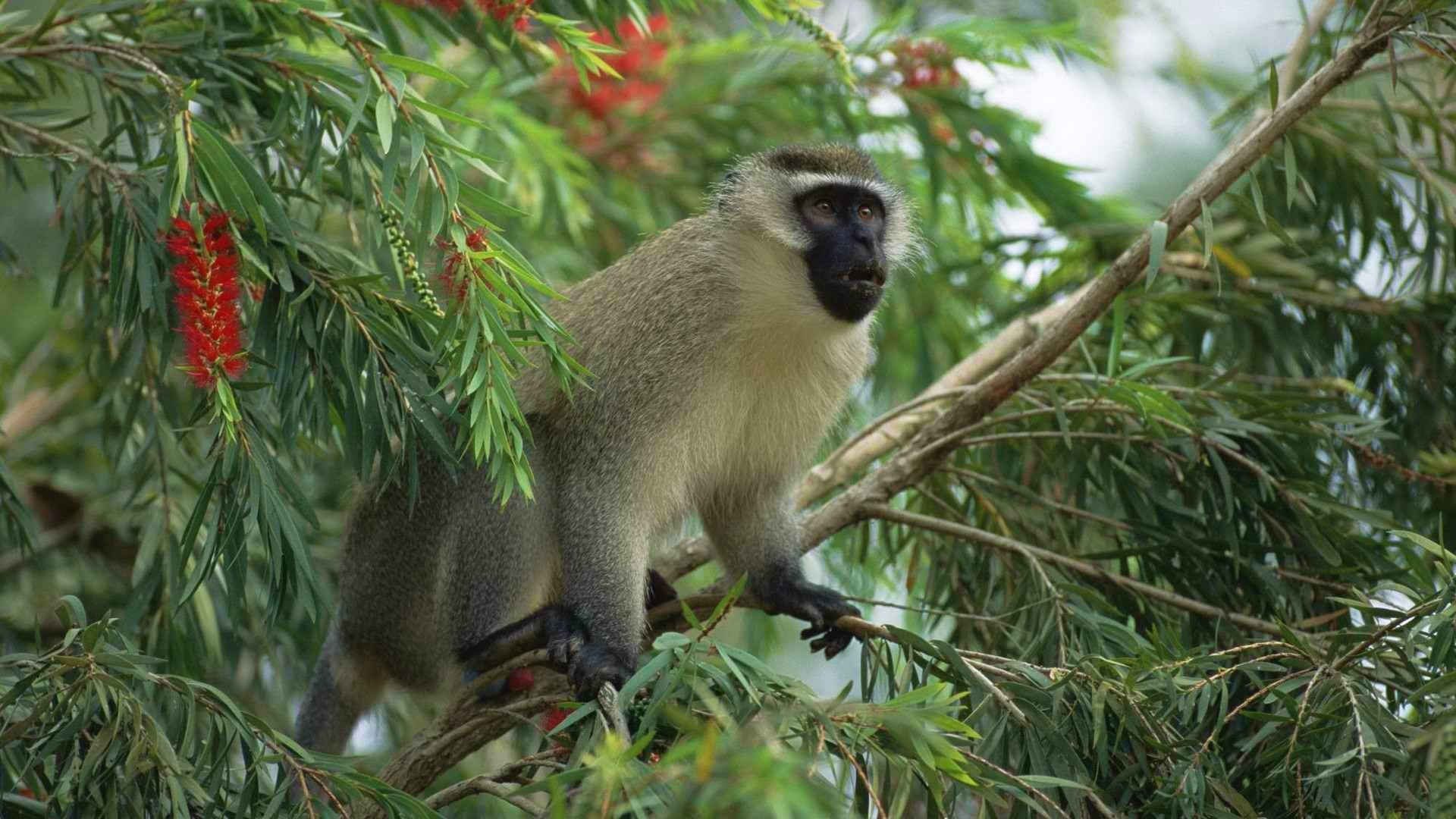Download Berry Branch Animal Monkey HD Wallpaper
