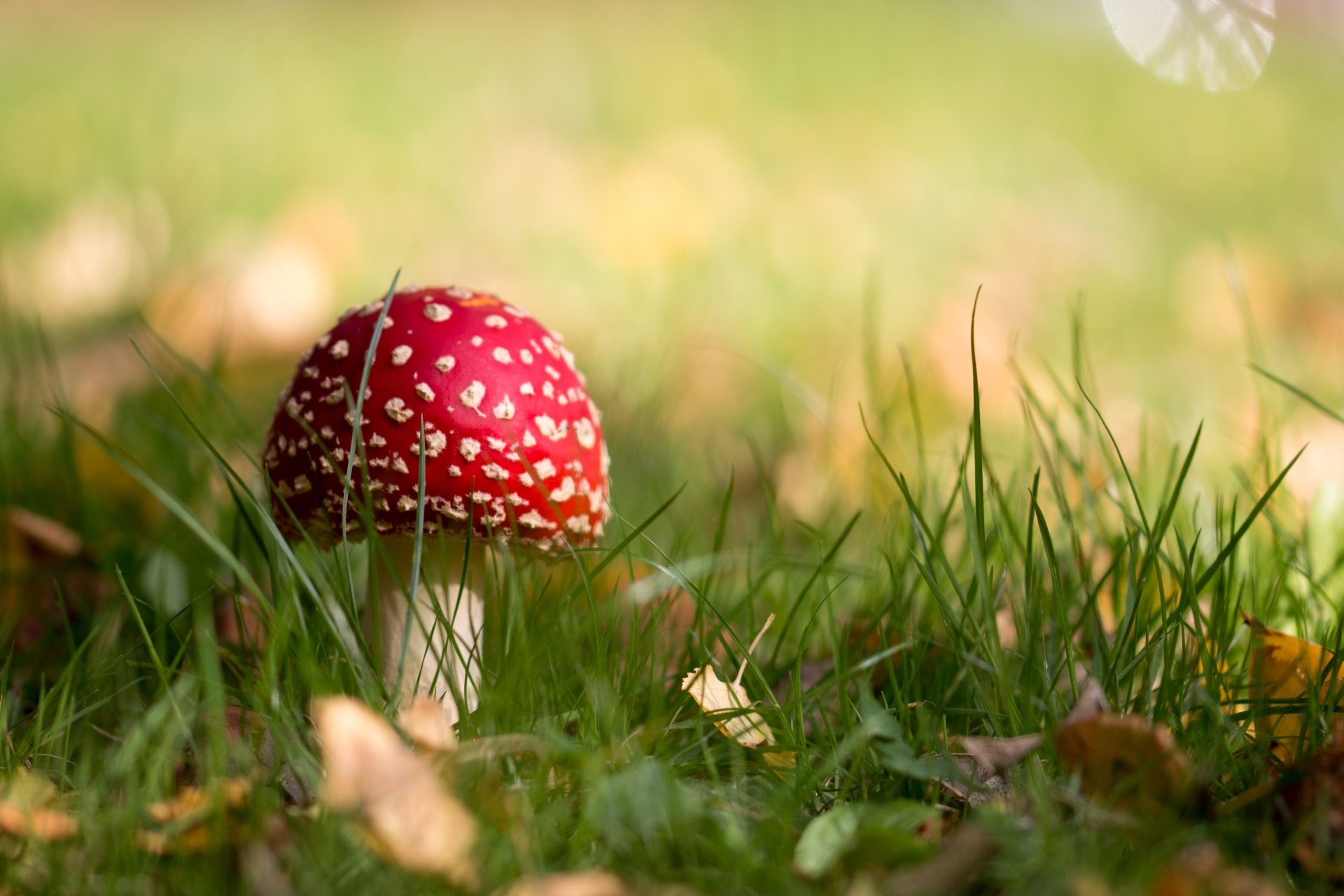 Download Macro Fall Nature Mushroom 4k Ultra HD Wallpaper | 5472x3648 ...