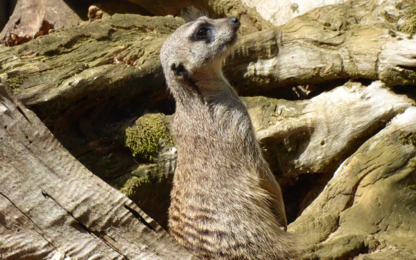 [20+] Meerkat 4k Wallpapers