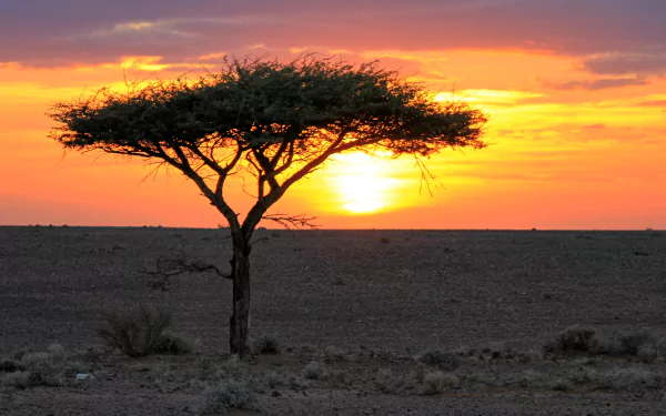 [50+] Sahara 4k Wallpapers