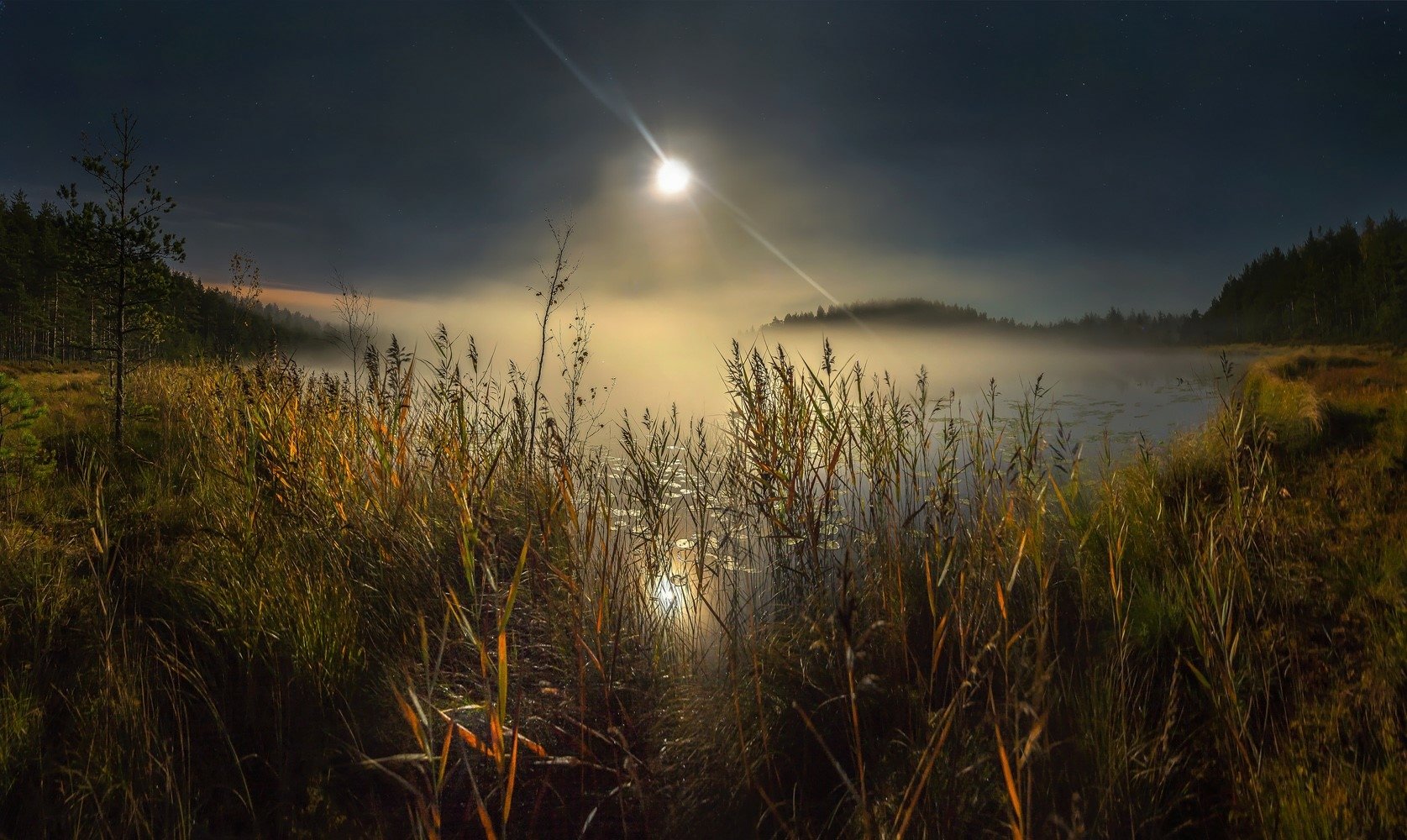 Moonlit Marsh Grasses — Foggy Swamp Night HD Wallpaper