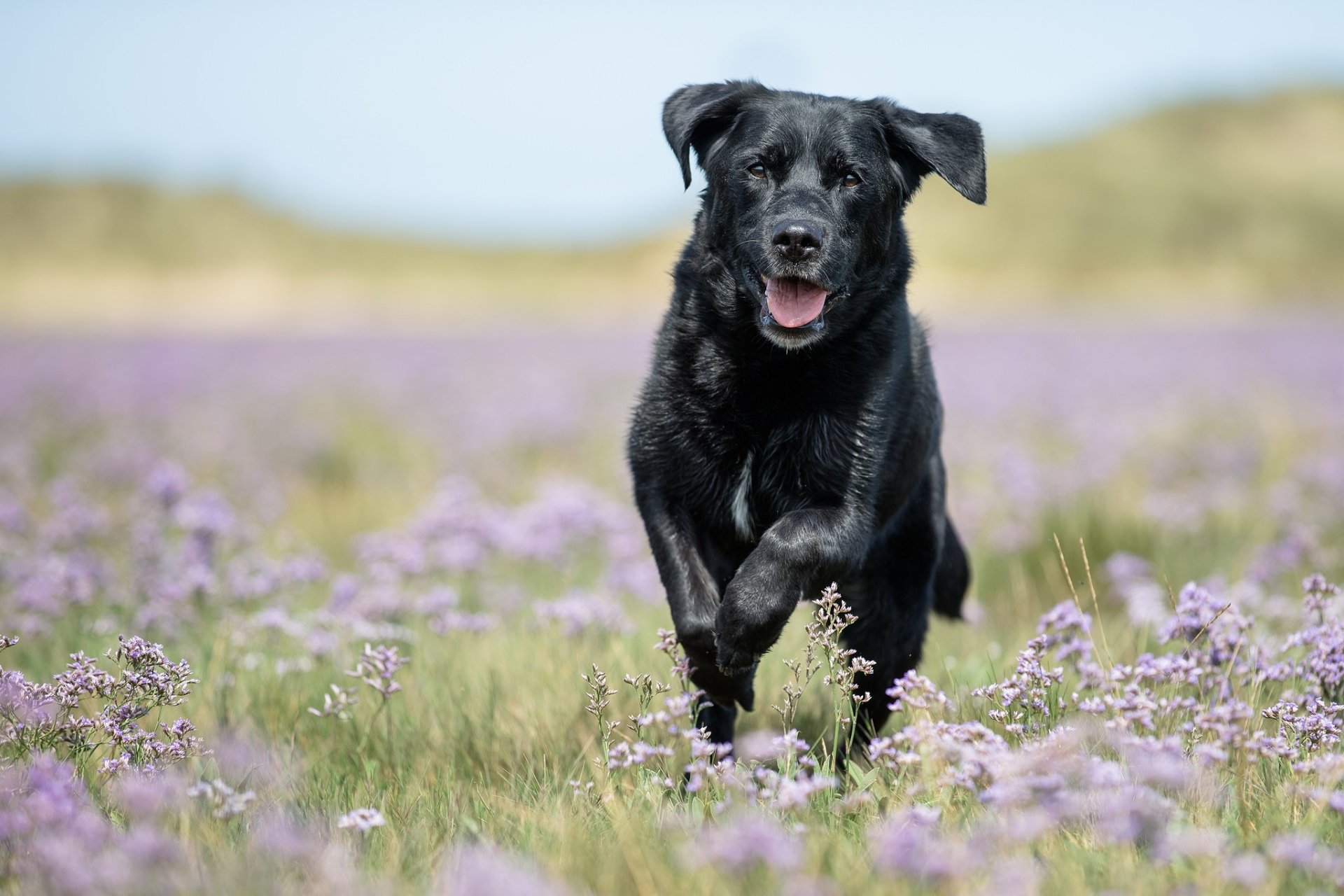 Labrador Joy Amidst Purple Blossoms – HD Nature Wallpaper