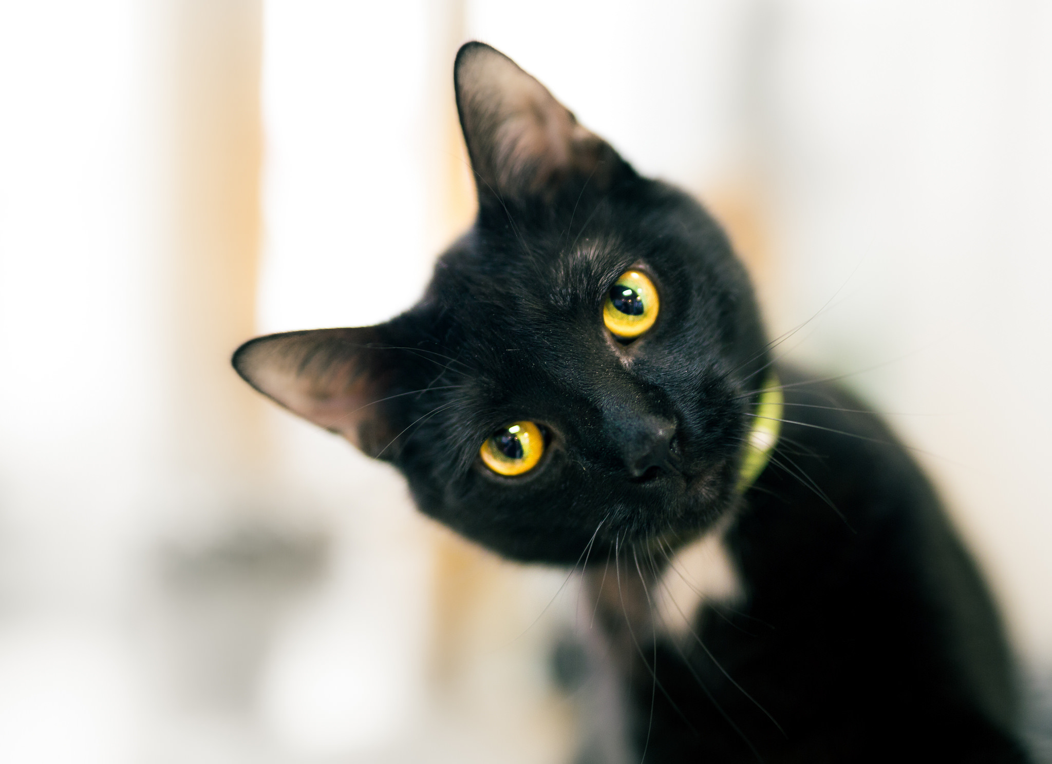 Captivating Gaze: HD Black Cat Stare Wallpaper