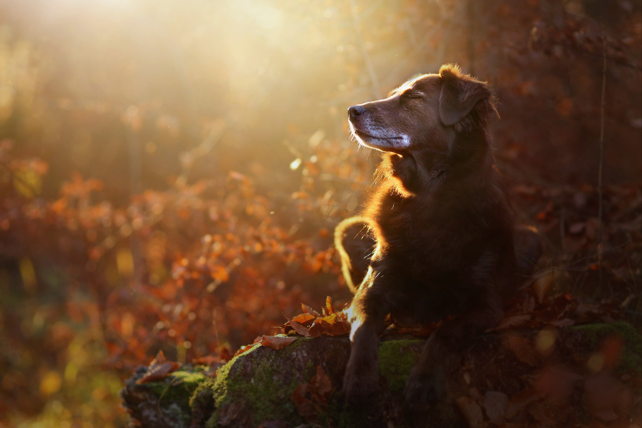 Download Fall Sunny Depth Of Field Animal Dog HD Wallpaper