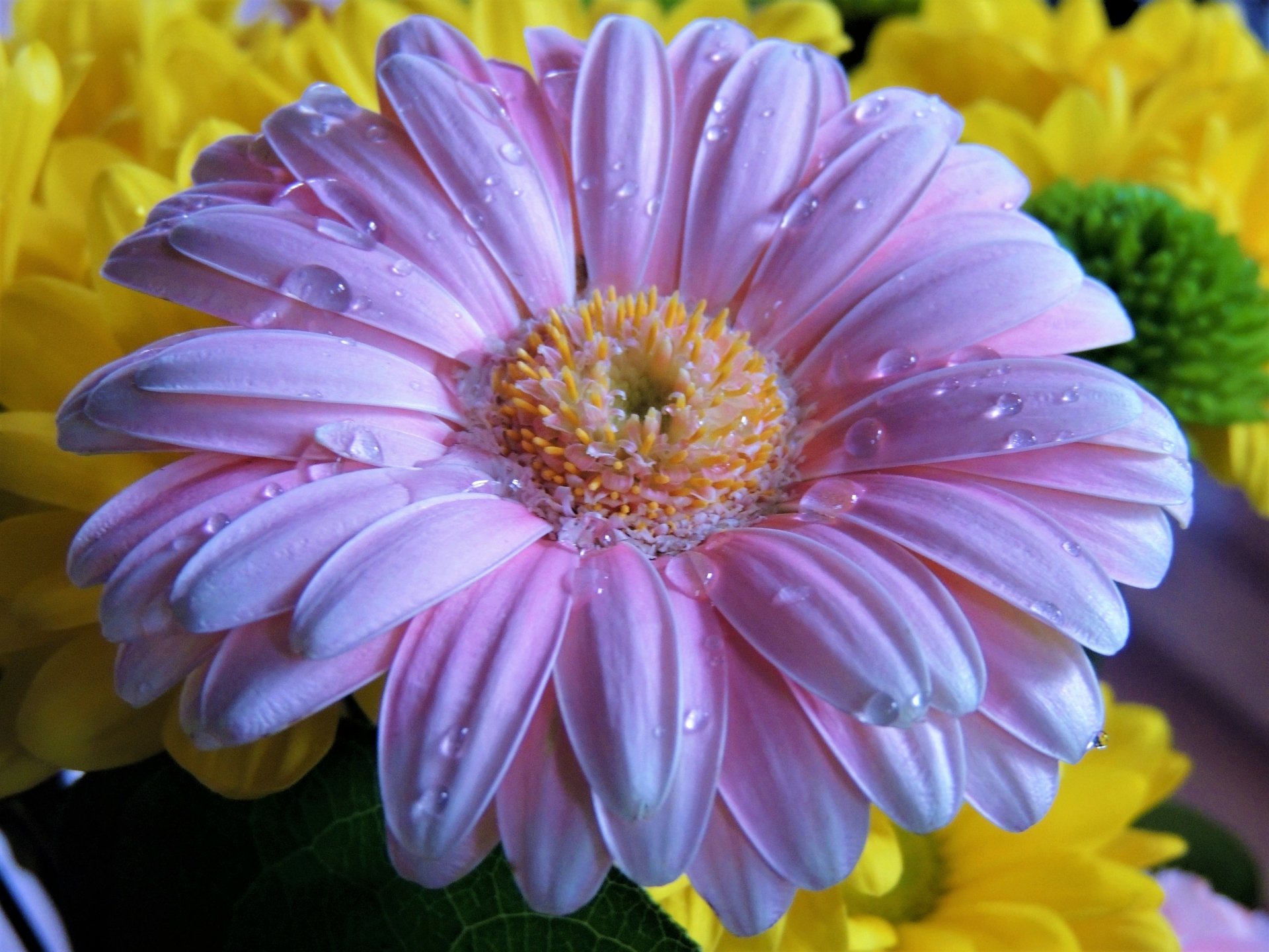 Download Water Drop Purple Flower Flower Nature Gerbera 4k Ultra HD ...