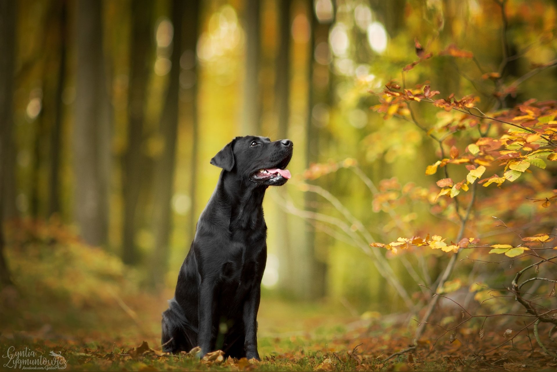 Autumn Bokeh — Black Labrador in Forest (HD Wallpaper)