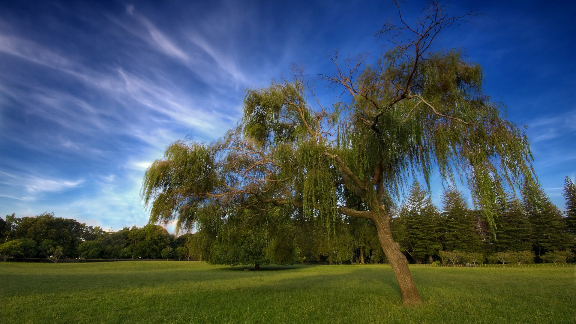 Download Cloud Forest Field Grass Leaf Sky Photography Landscape Nature ...