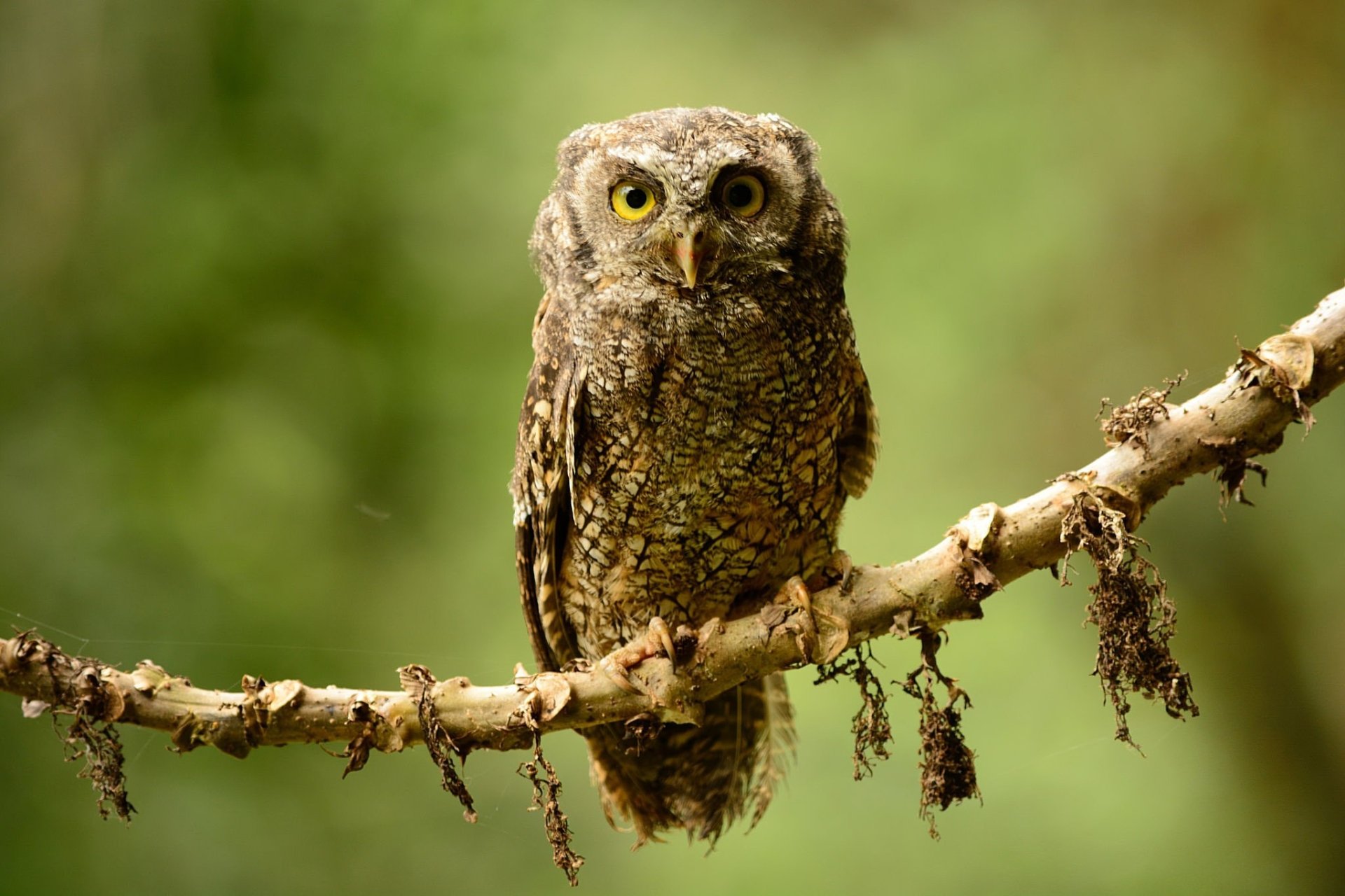 Download Stare Bird Animal Owl HD Wallpaper