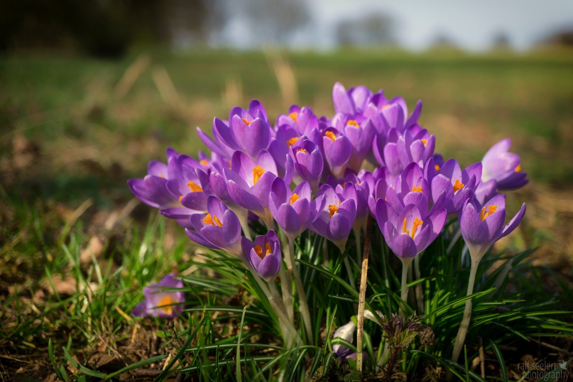 Download Purple Flower Flower Depth Of Field Nature Crocus HD Wallpaper