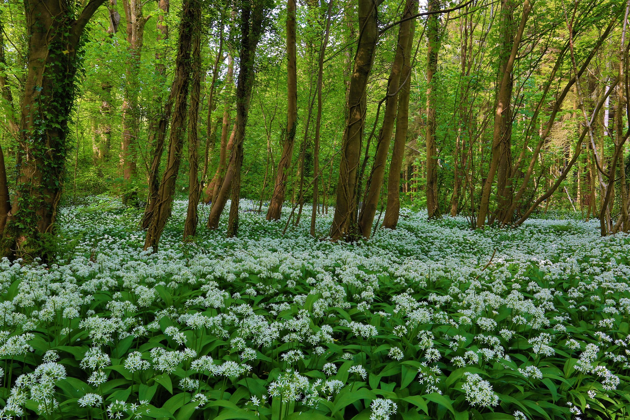 Download Greenery White Flower Blossom Flower Nature Forest HD Wallpaper