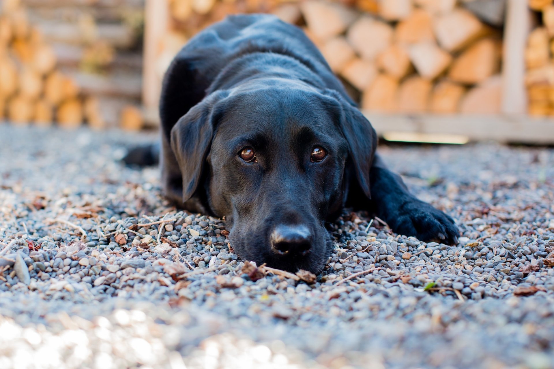 Download Stone Stare Depth Of Field Animal Labrador Retriever HD Wallpaper