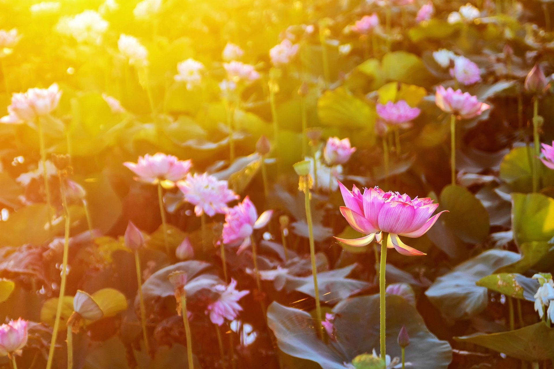 Sunlit Pink Lotus — HD Nature Wallpaper