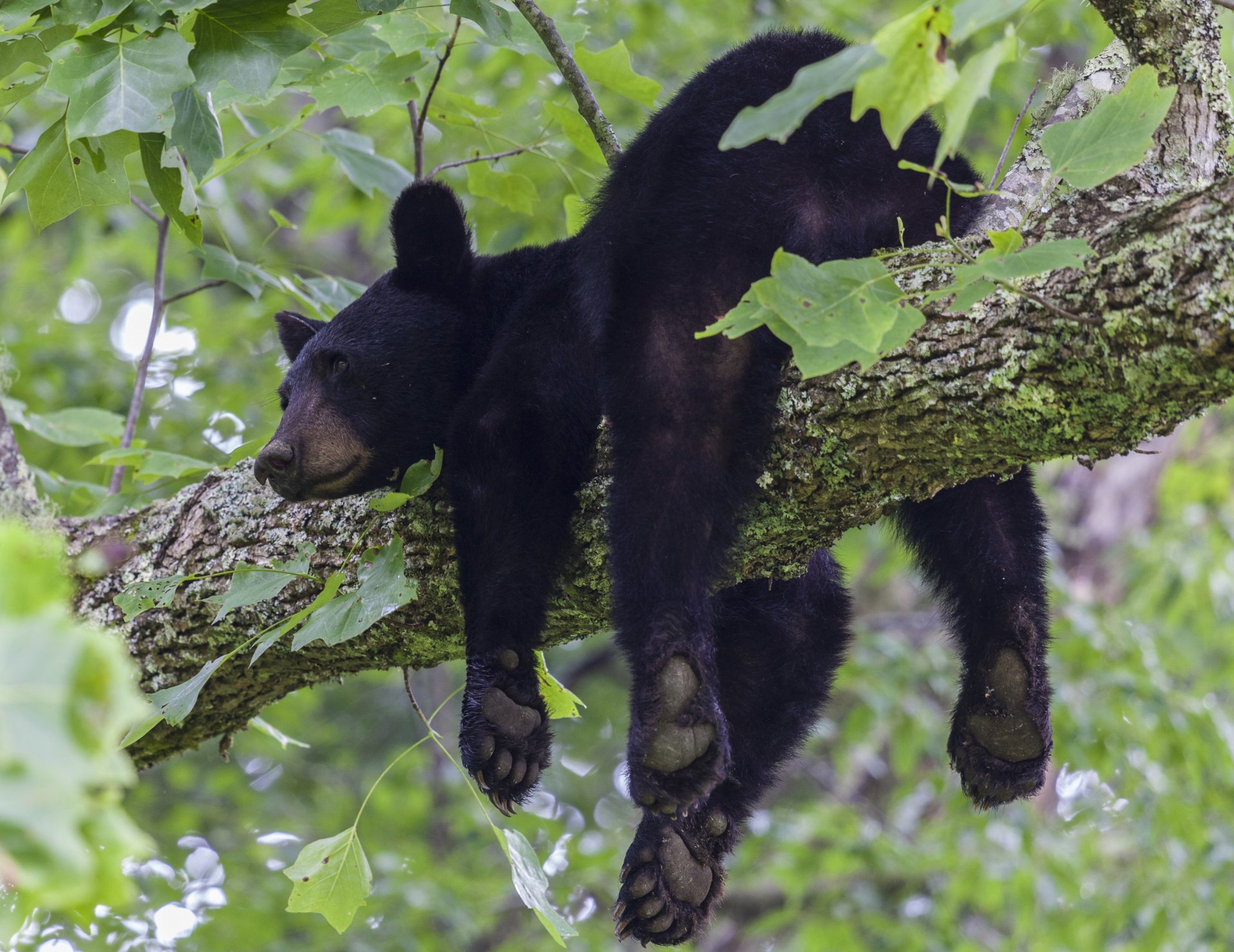 Resting Black Bear HD Wallpaper: Nature’s Peaceful Moment