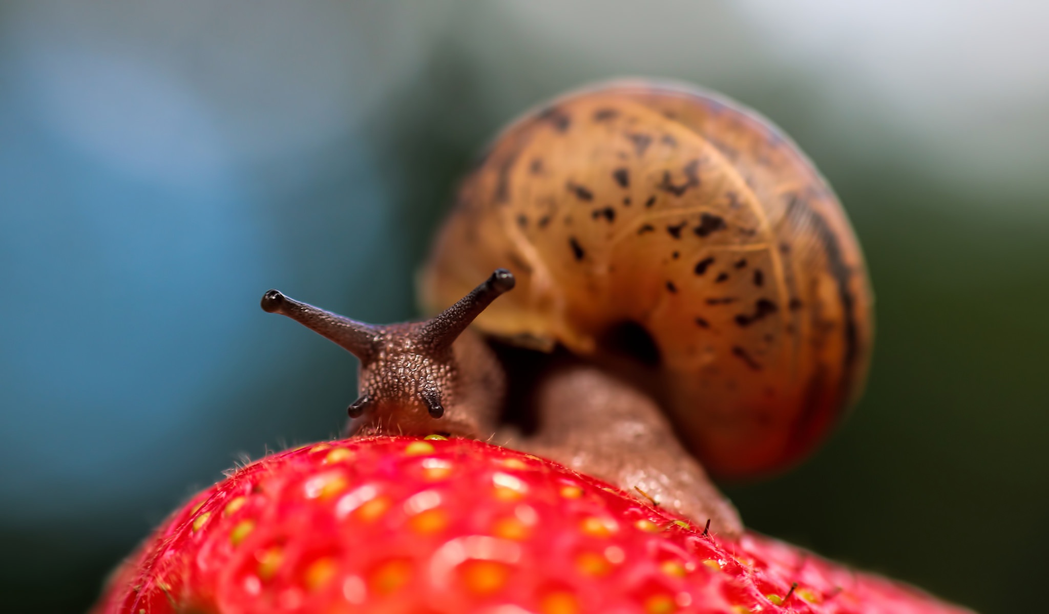 Download Macro Animal Snail HD Wallpaper