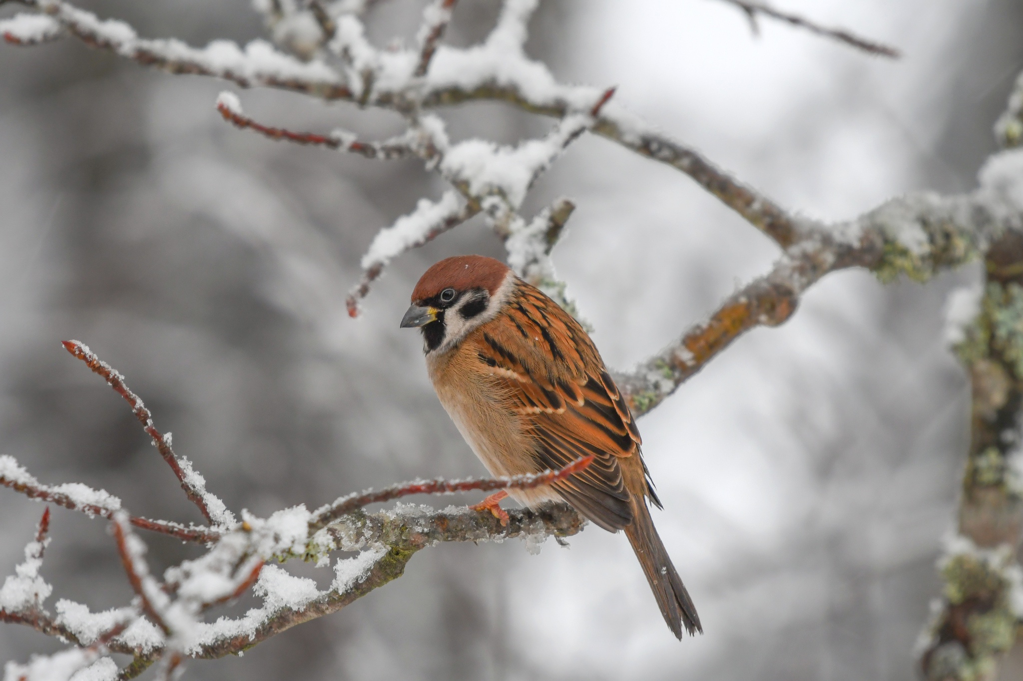 Sparrow HD Wallpaper