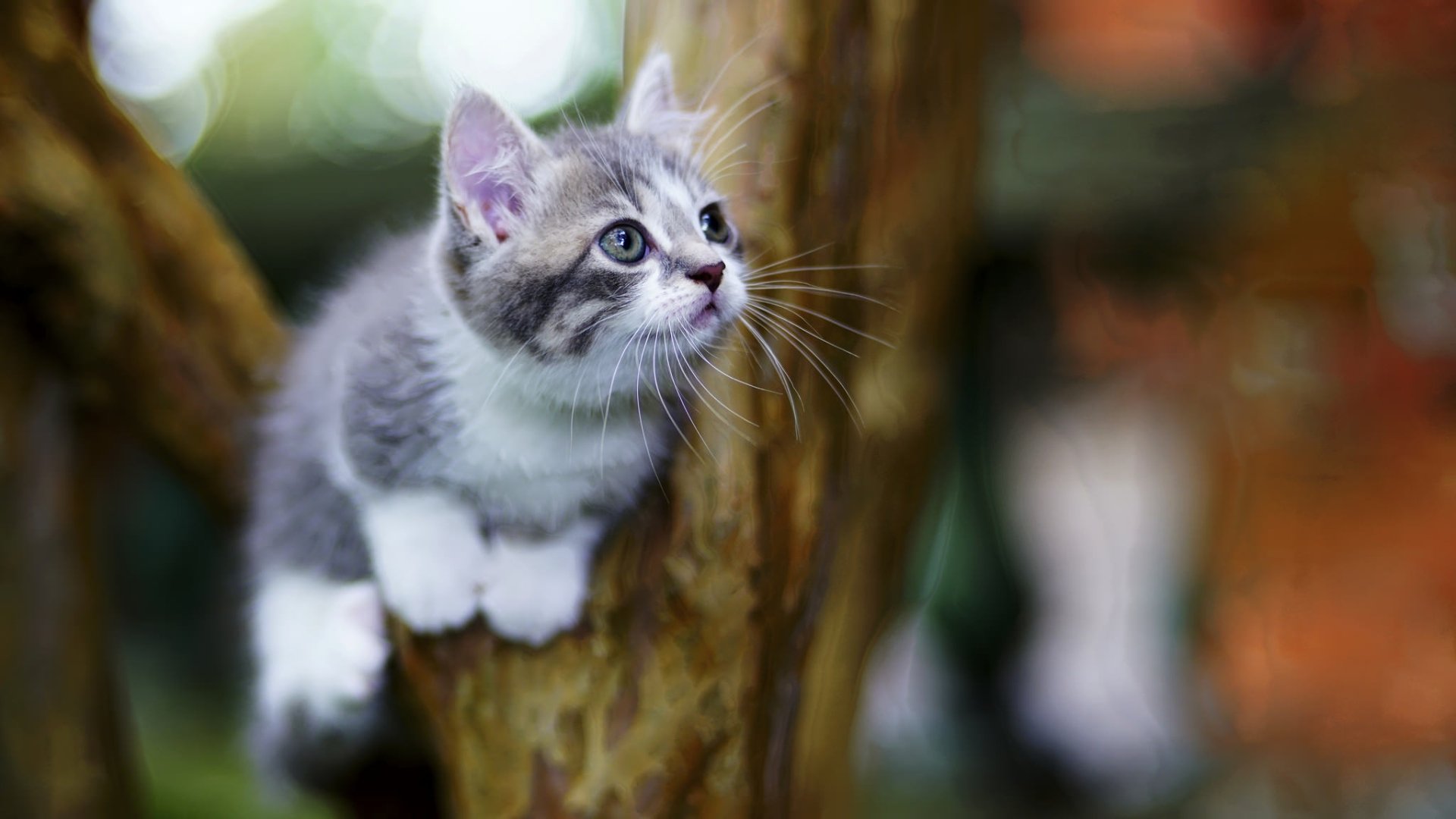 Adorable Kitten in Nature - HD Wallpaper