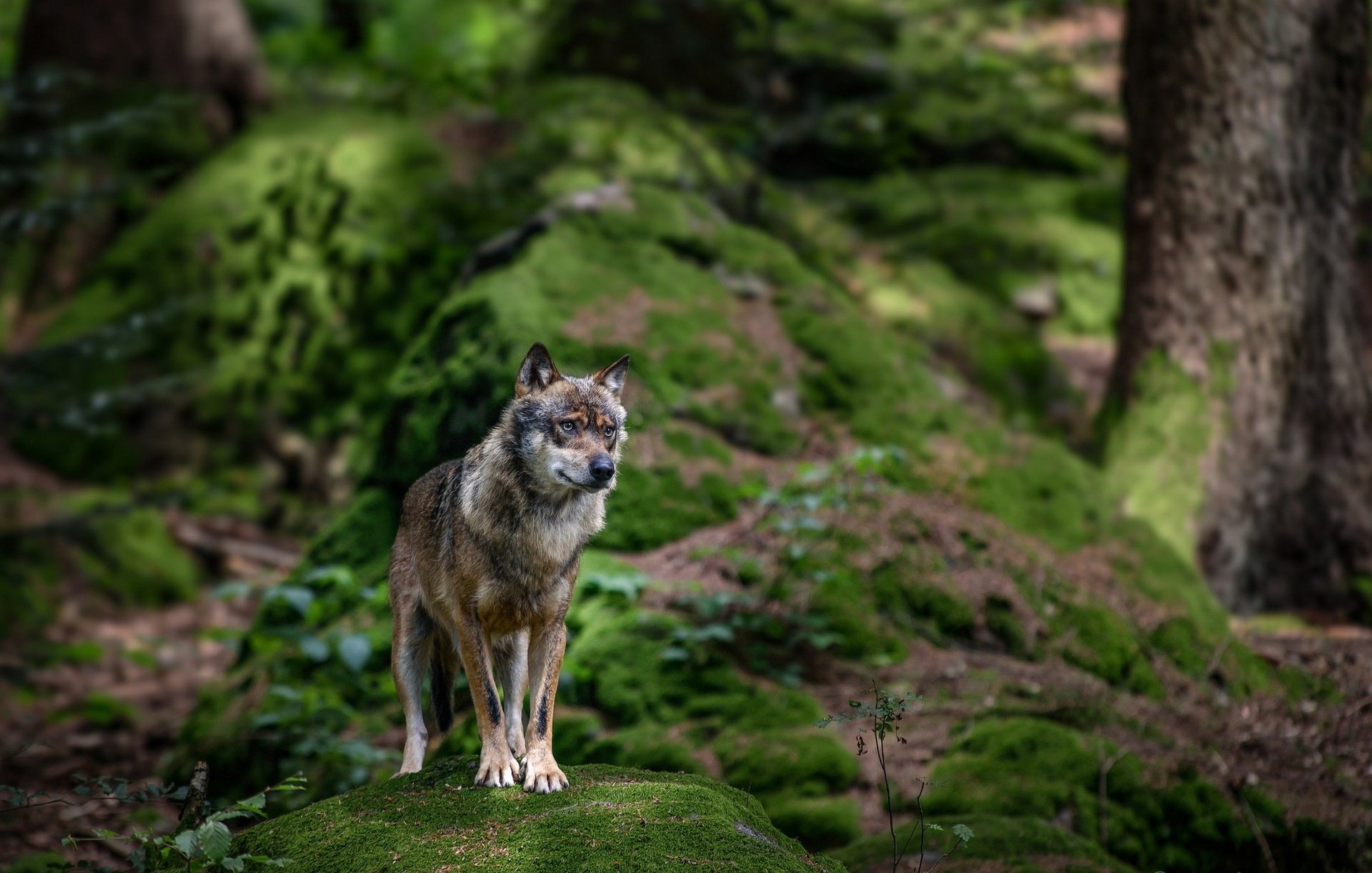 Download Animal Wolf HD Wallpaper