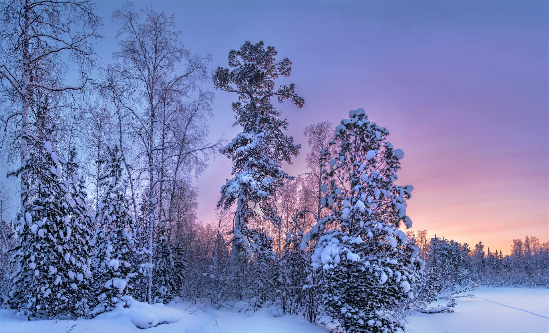 Download Sunset Sky Snow Forest Nature Winter Winter Sunset HD ...