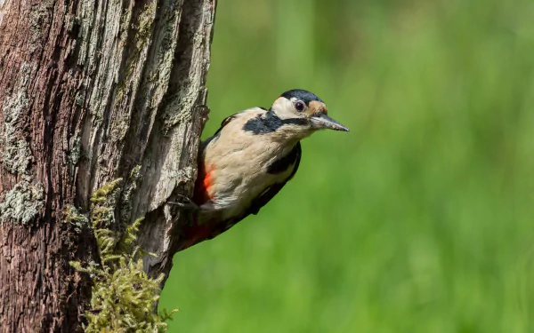 Vibrant Woodpecker in a 4K Ultra HD Wallpaper by QuantumCurator