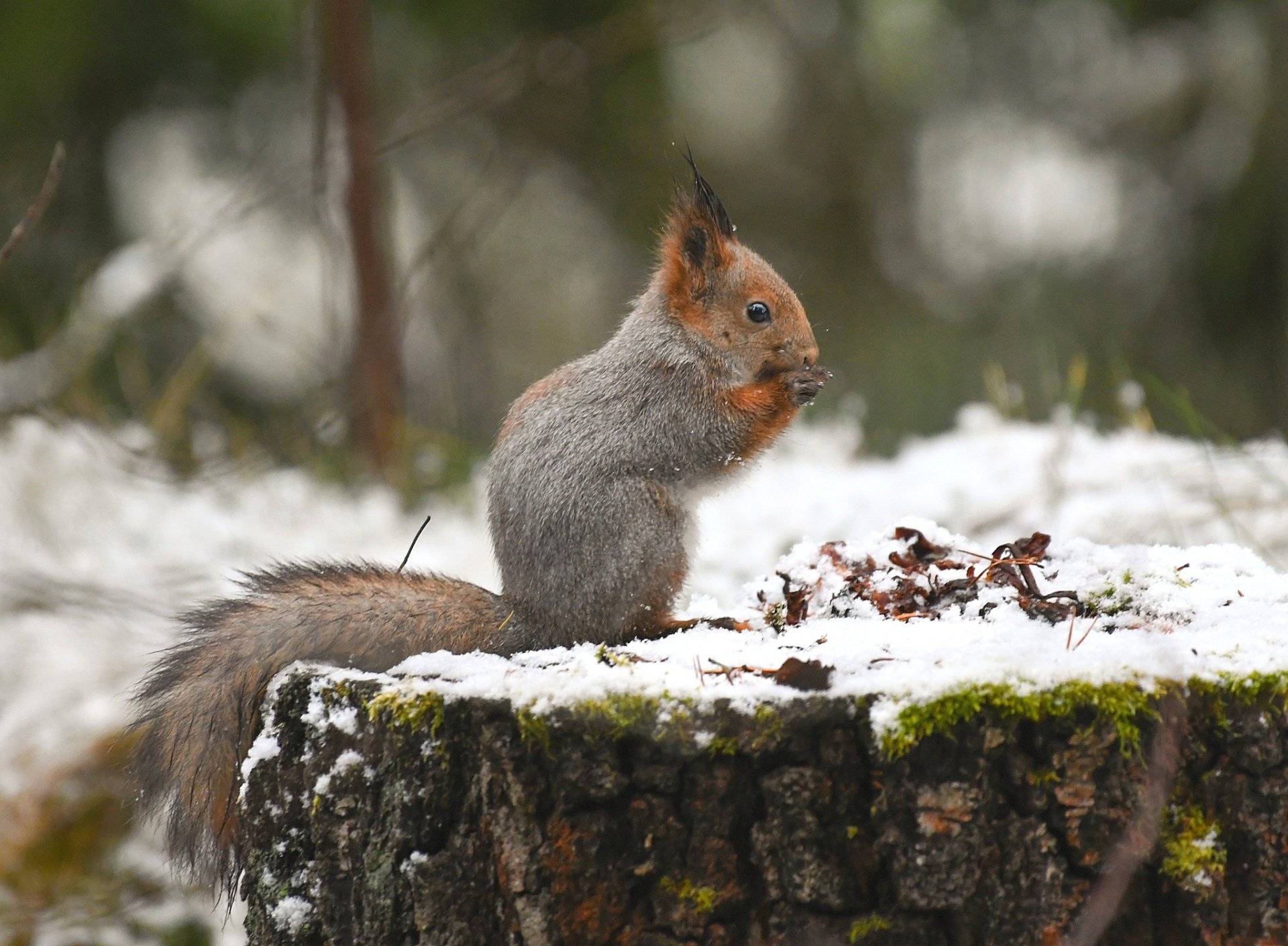 Winter Squirrel in Focus: Stunning HD Wildlife Depth of Field Wallpaper ...