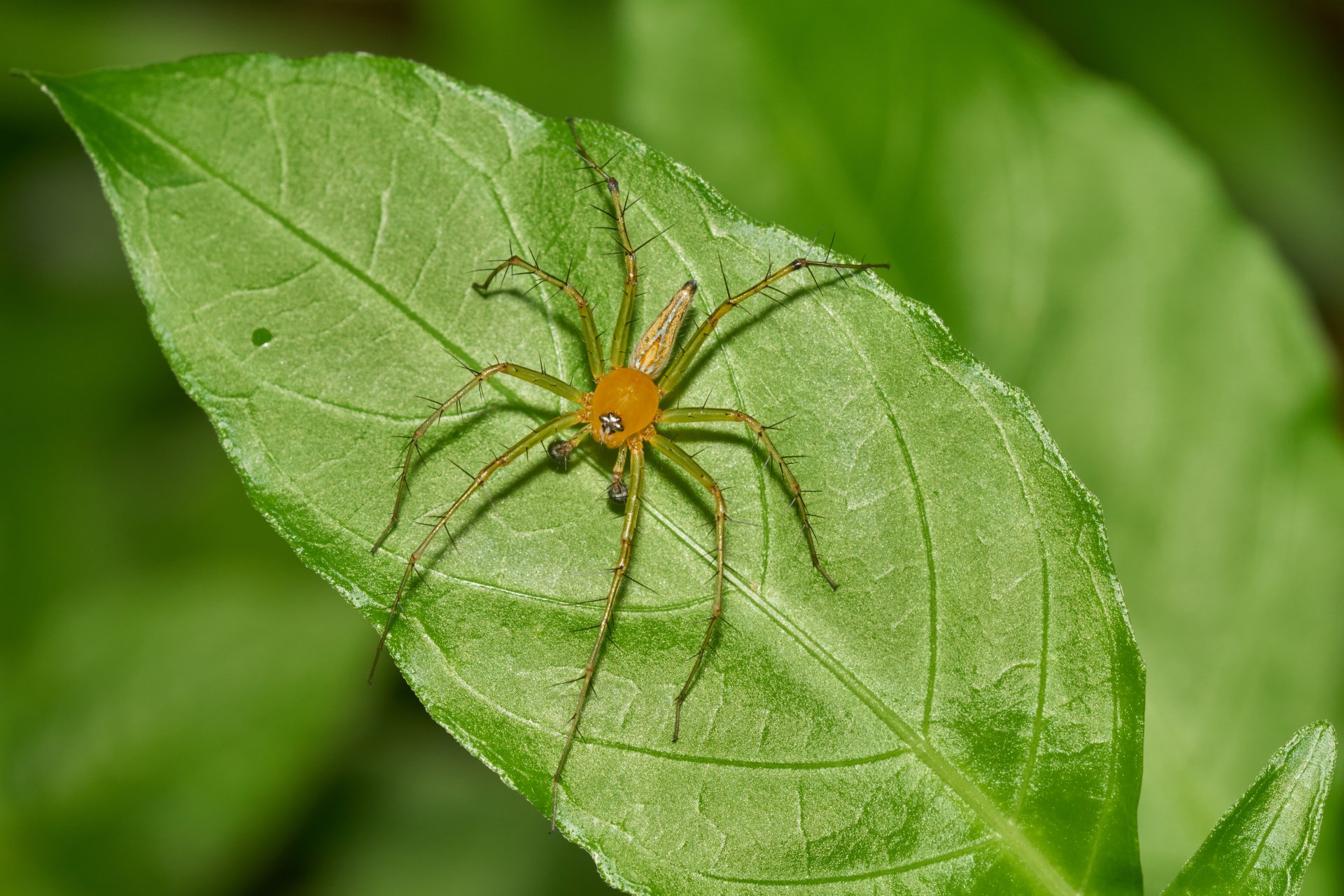 Download Lynx Spider Spider Animal 4k Ultra HD Wallpaper by Jee & Rani ...