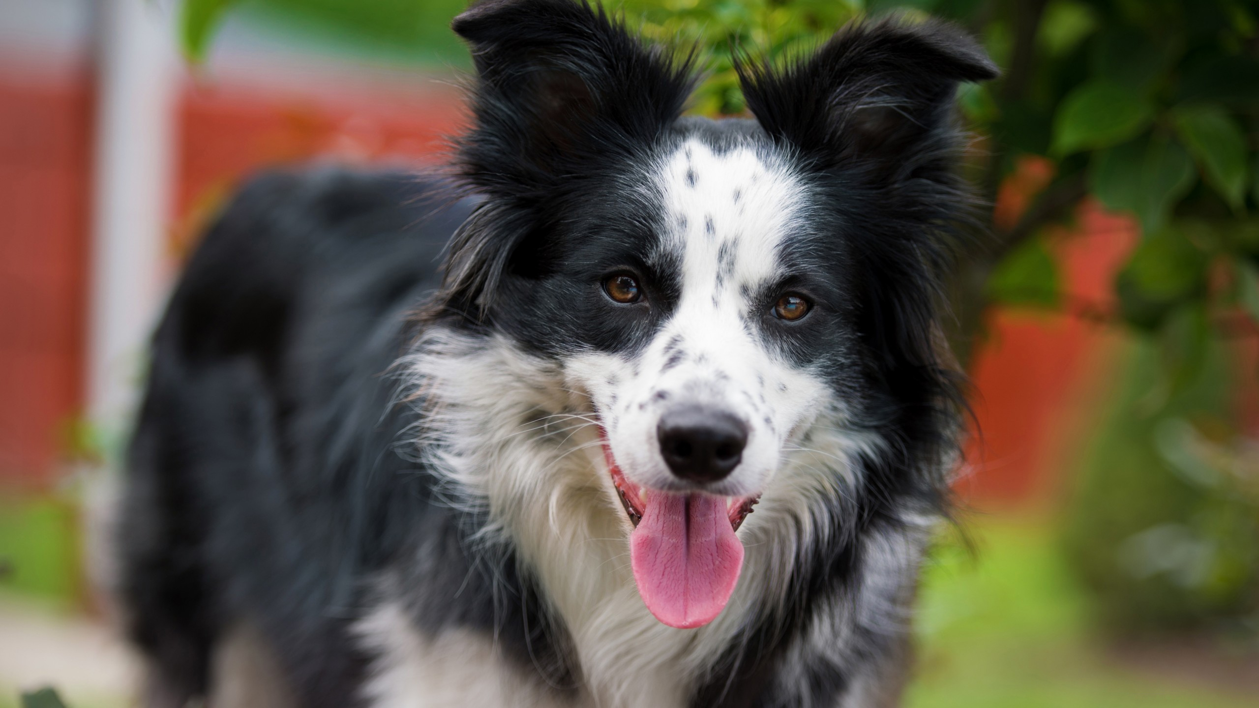 Download Dog Animal Border Collie HD Wallpaper