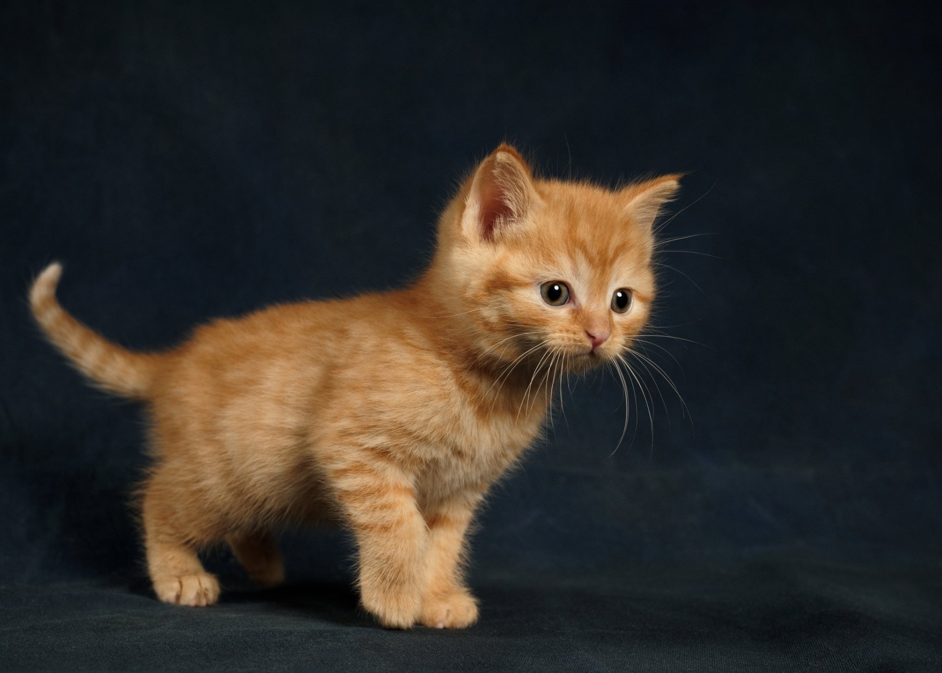 Adorable Kitten HD Wallpaper | 2048x1463 | Wallpaper Abyss