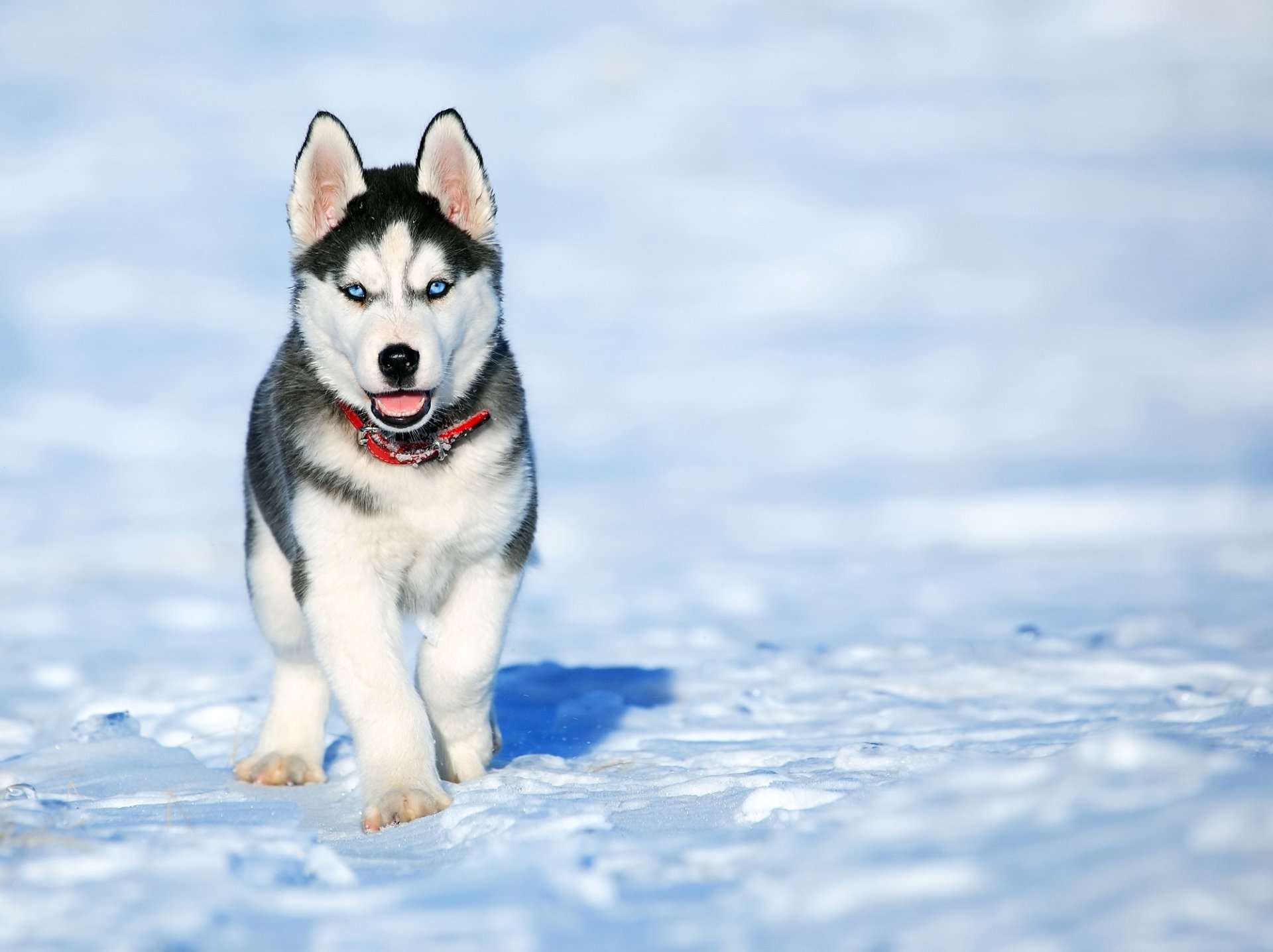 HD Wallpaper of a Playful Blue-Eyed Husky Puppy in the Snow by 5425059