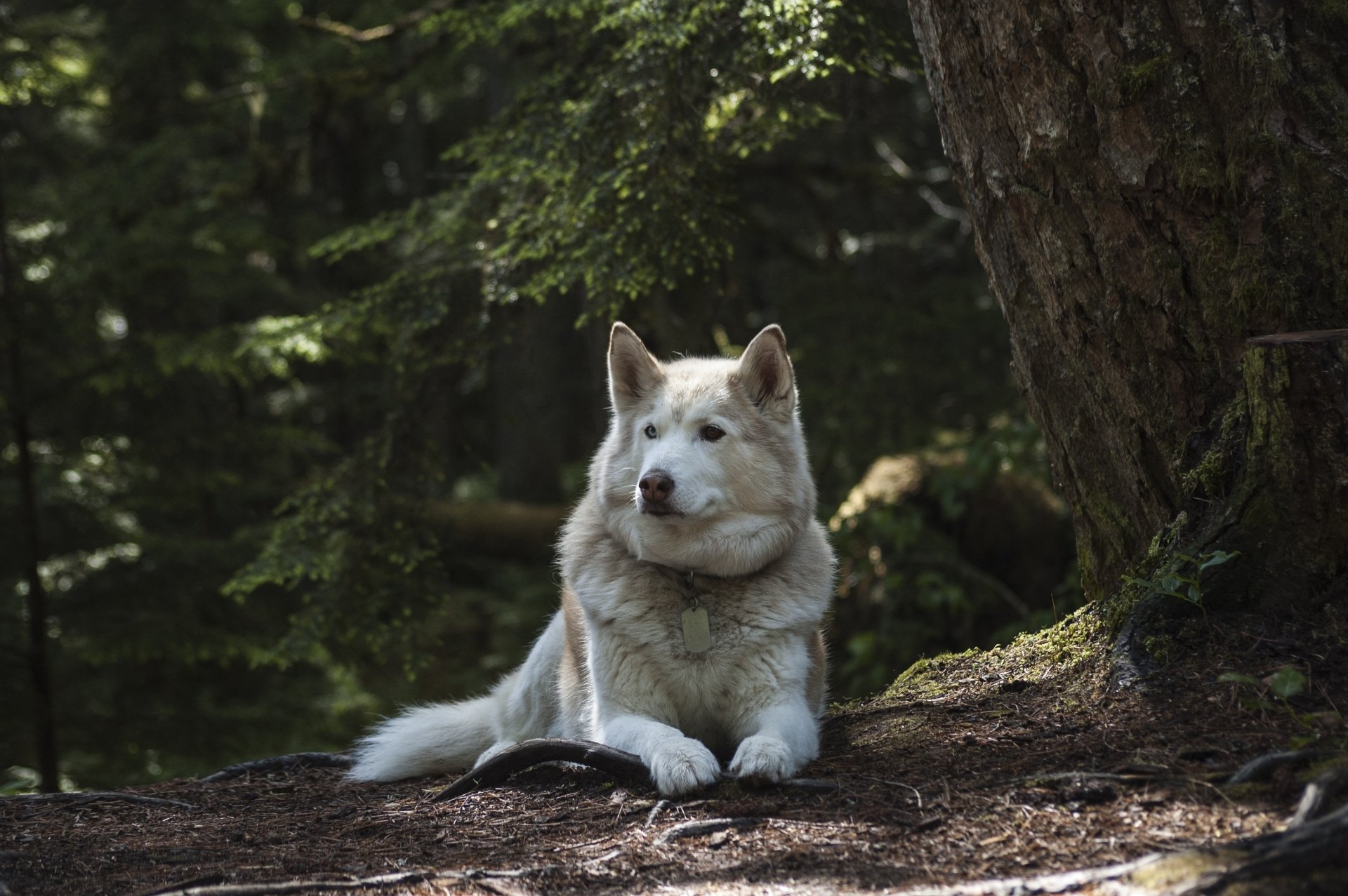 Serene Forest Dog HD Wallpaper by M. Maggs