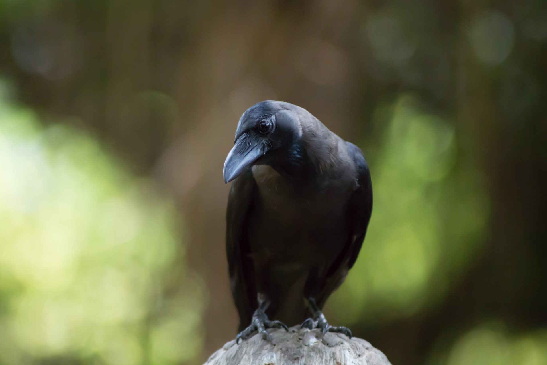 Majestic Crow in Stunning 4K Depth of Field Wallpaper